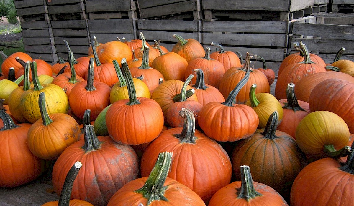 Wausau Fall Festival